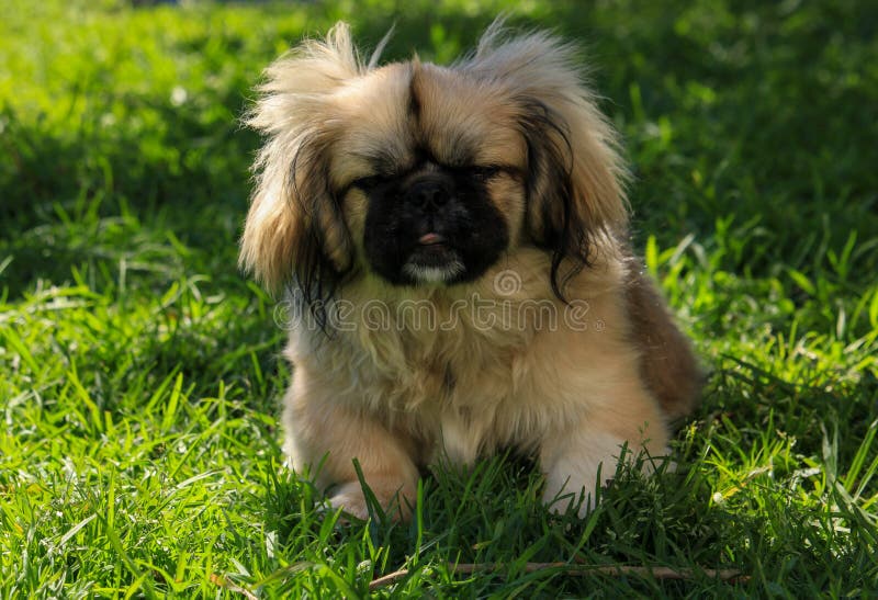 That Monday feeling stock image. Image of grass, retriever - 229666107