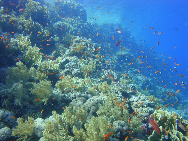 Monde Sous-marin De La Mer Rouge Image stock - Image du nature, corail ...