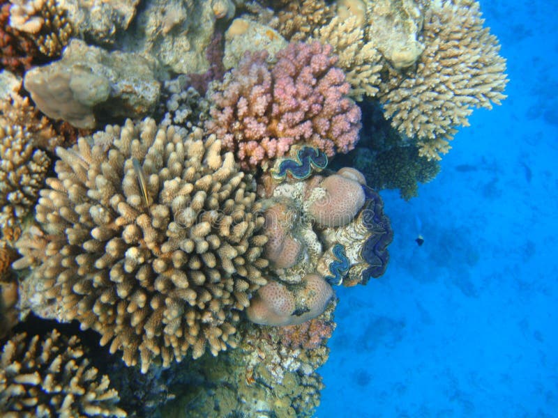 Monde Sous-marin De La Mer Rouge, Egypte Image stock - Image du ...