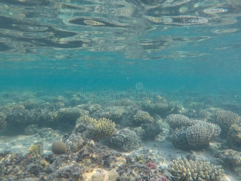 Monde Sous-marin De La Mer Rouge En Egypte Photo stock - Image du tuba ...
