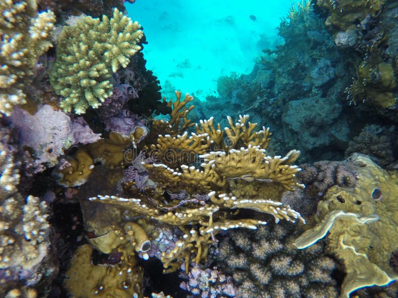 Monde Sous-marin De La Mer Rouge En Egypte Photo stock - Image du marin ...