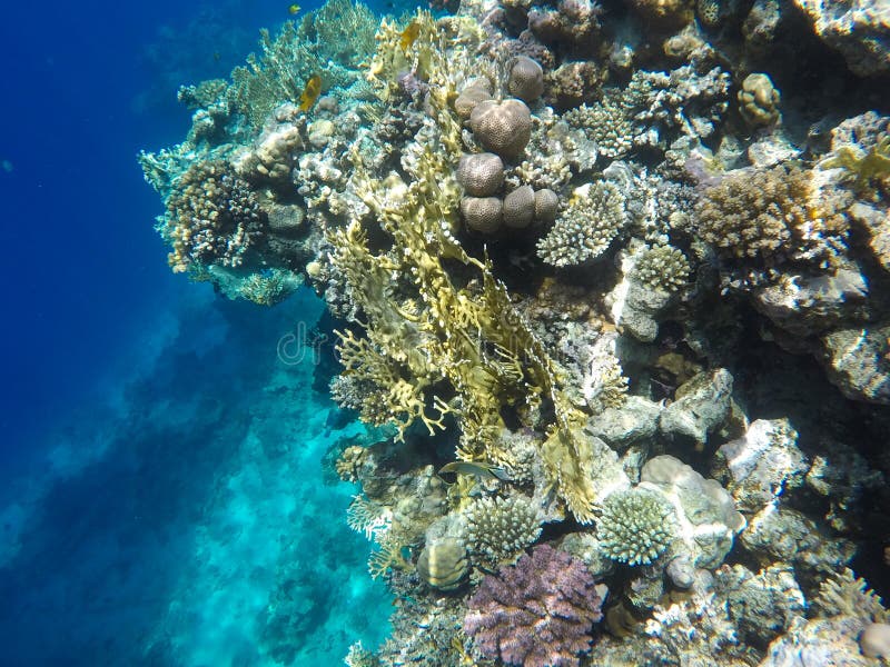 Monde Sous-marin De La Mer Rouge En Egypte Photo stock - Image du ...