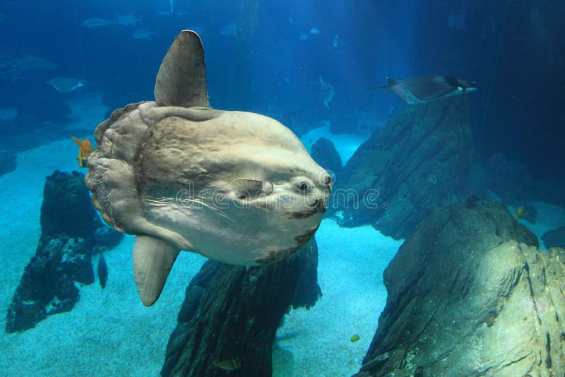 Mondfisch, Mola-Mola, Coral Sea, Bali, Indonesien Stockfoto - Bild von ...