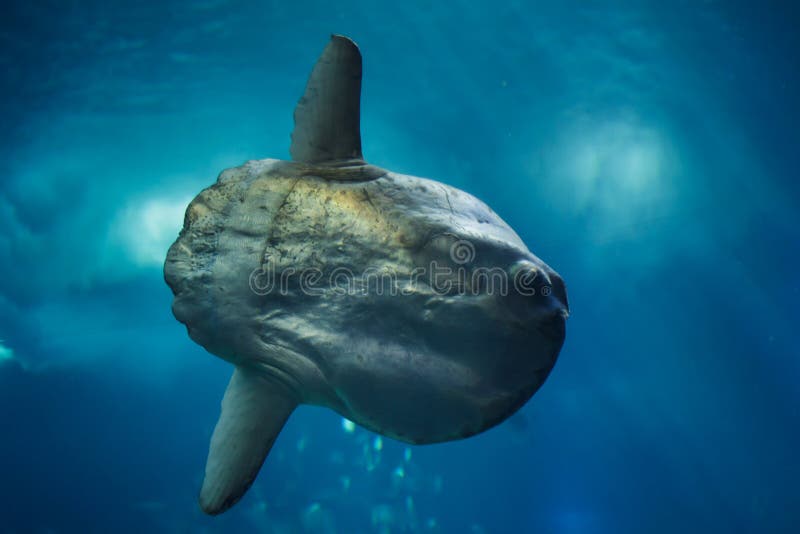 Mondfisch-Mola-Mola stockfoto. Bild von knöchern, fische - 141598764