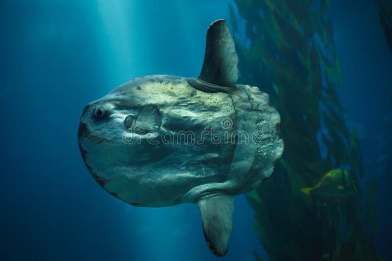 Mondfisch-Mola-Mola stockbild. Bild von sonne, fauna - 140615321