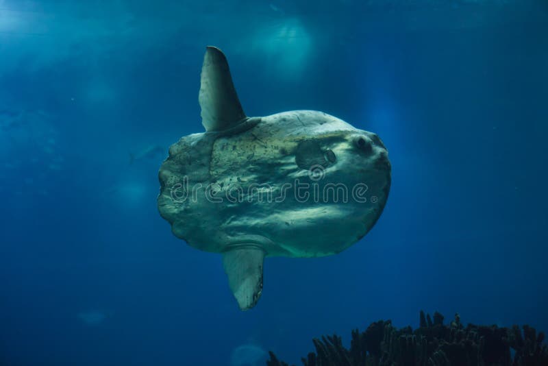 Mondfisch-Mola-Mola stockbild. Bild von sonne, fauna - 140615321