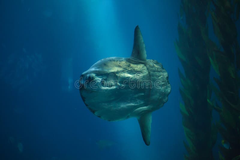 Mondfisch-Mola-Mola stockbild. Bild von sonne, fauna - 140615321