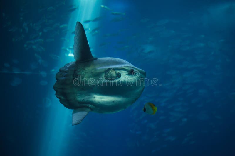 Mondfisch-Mola-Mola stockfoto. Bild von tier, wildnis - 150638342