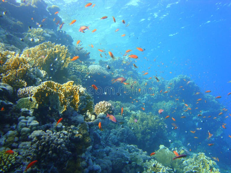 Mondo Subacqueo Del Mar Rosso Fotografia Stock - Immagine di ecosistema ...