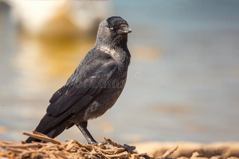 Monedula Europeo Del Corvus Del Grajo/monedula De Coloeus Imagen de ...