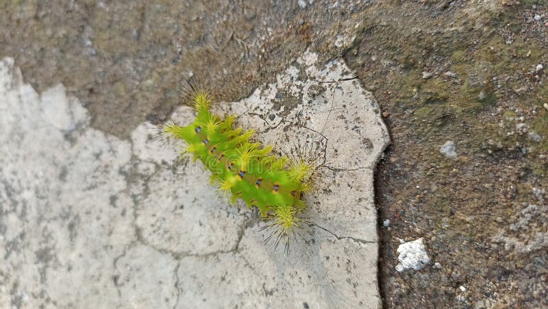 A Monema flavescens stock image. Image of soil, nature - 272773593