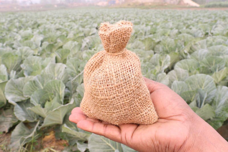Money Bag with Cabbage Farm this is Cash Crops Stock Image - Image of ...
