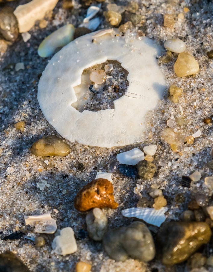Composition of Shells with a Sand Dollar on the Beach Stock Photo ...