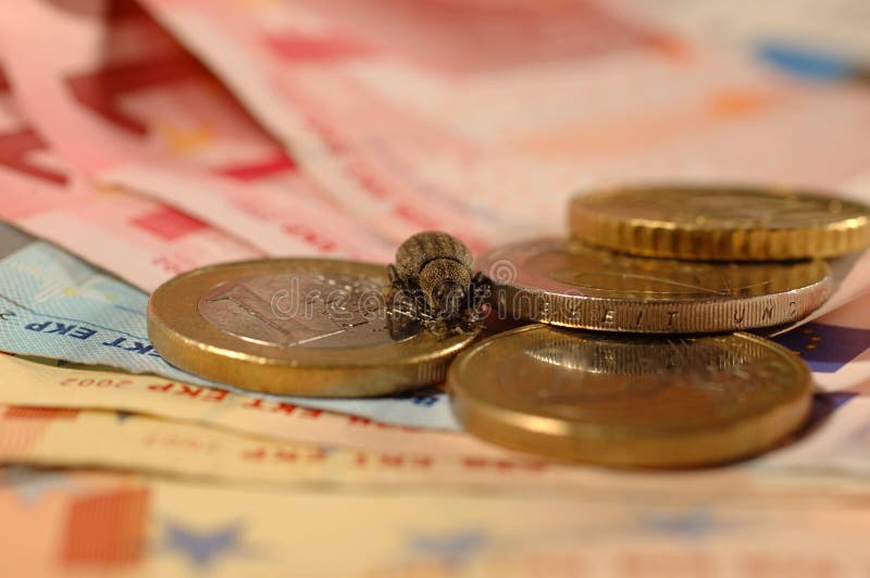 Money bug stock photo. Image of bank, beatle, insect, money - 11304