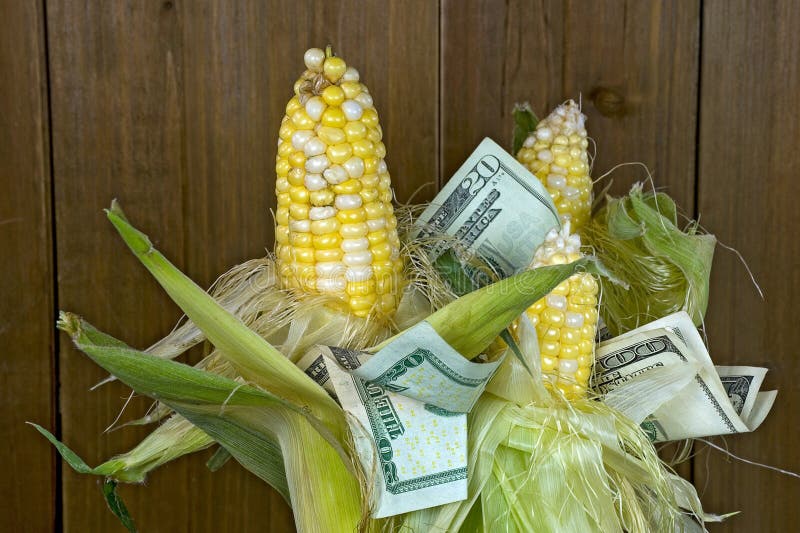 Money in Corn on the Cob Bunch Stock Photo - Image of concept, cost ...