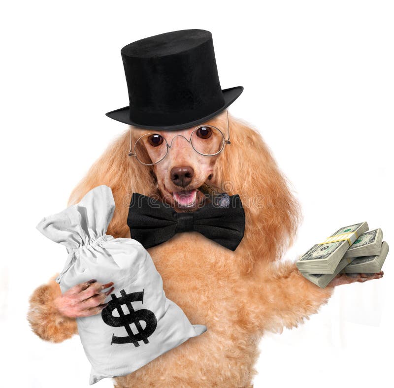 What Is A Cash Dog