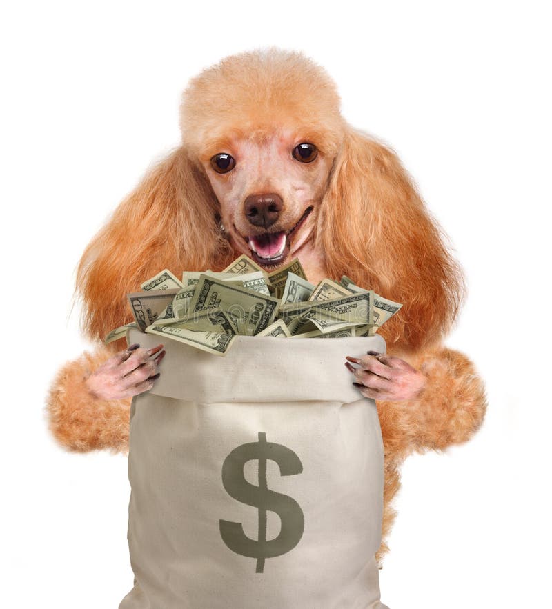 Dog with money stock photo. Image of dogs, finance, bring - 3589658