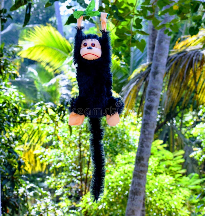 Money doll on a tree stock image. Image of travel, primate - 144412609
