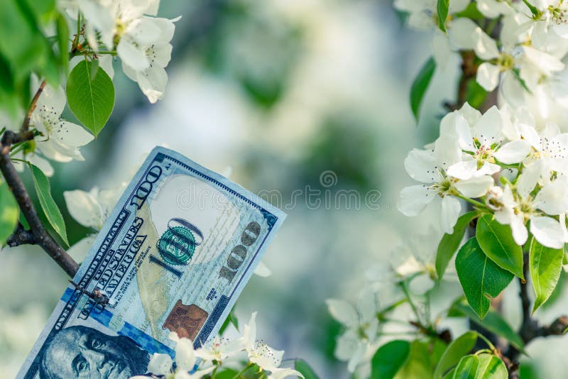 Money and Flowers of Apple Tree in Spring. Spring Money Stock Photo ...