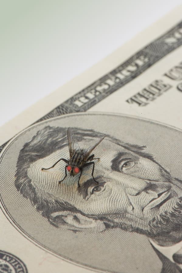 Money fly stock image. Image of color, inflation, entomology - 2065961