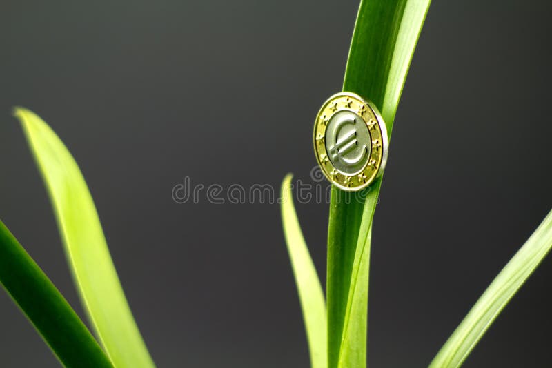 The money fruit stock photo. Image of plant, economize - 24996392