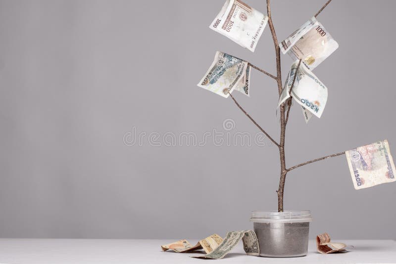 Money growing on a plant stock image. Image of money - 255080393
