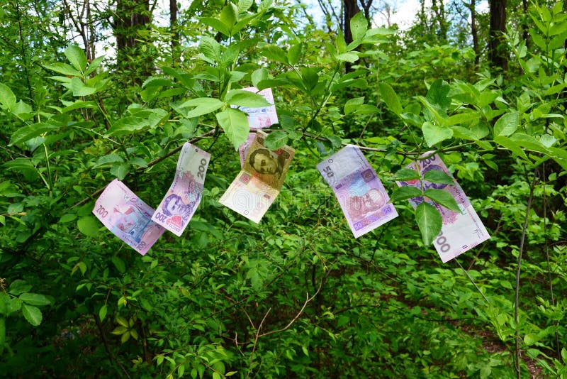 Money grows on trees stock image. Image of paper, tree - 19553695
