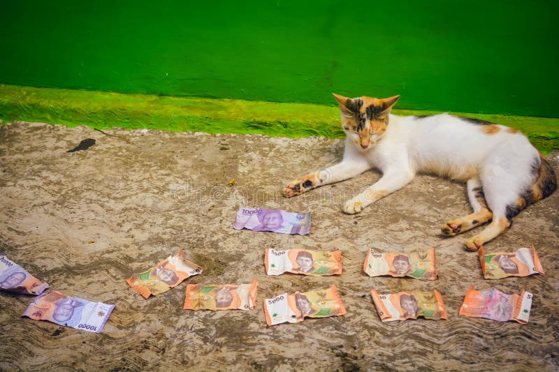 A money guard cat stock image. Image of money, guard - 382845027