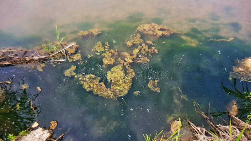 401 Murky Water Texture Stock Photos - Free & Royalty-Free Stock Photos ...