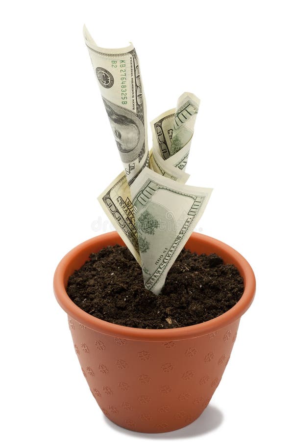 Money Tree stock photo. Image of growth, booming, lotto - 1143230