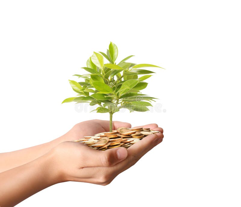 Money Plant Growing from Coins in Hand Stock Image - Image of banking ...
