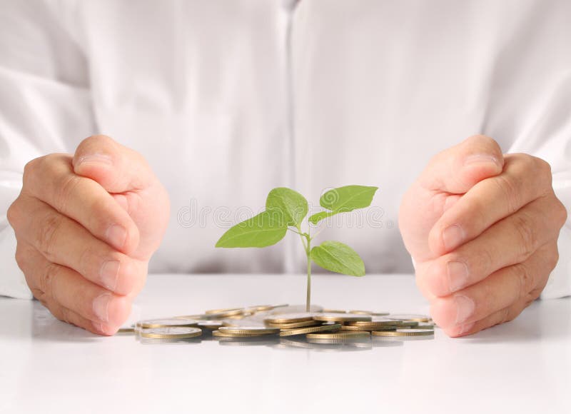 Money Plant Growing from Coins in Hand Stock Image - Image of growing ...