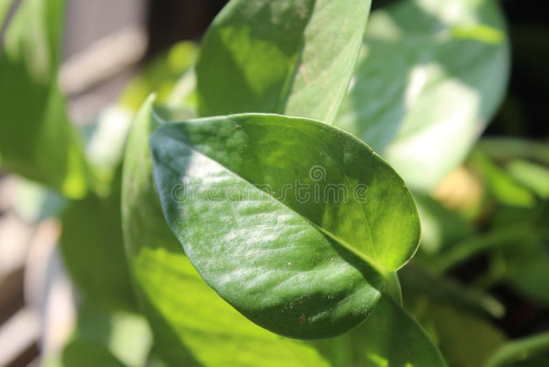 Money plant leaf stock image. Image of herbaceous, society - 260564979