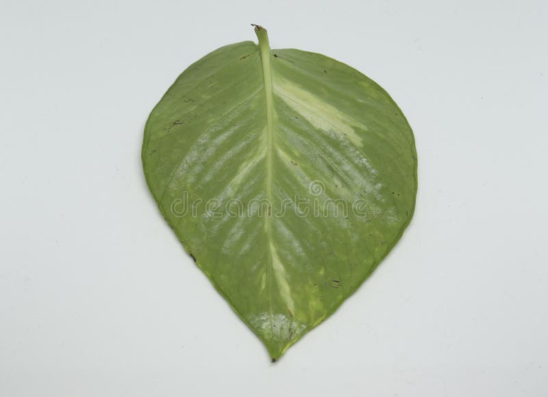 Indoor Money Plant Leaf Back Side View. with White Background Stock ...