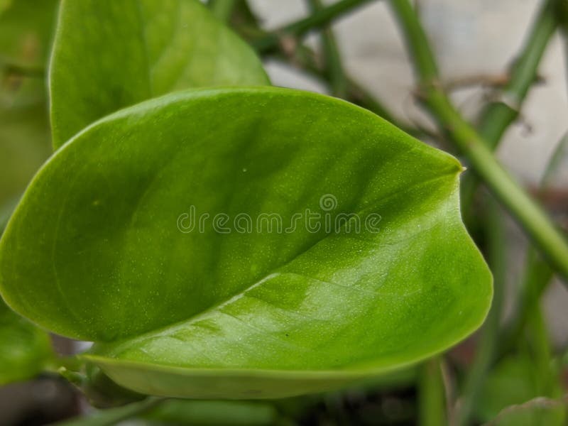 Money Plant Leaf Closeup Shot Stock Photo - Image of food, grass: 182034470