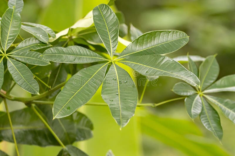 Money Plant Leaf, Pachira Aquatica Stock Image - Image of closeup ...
