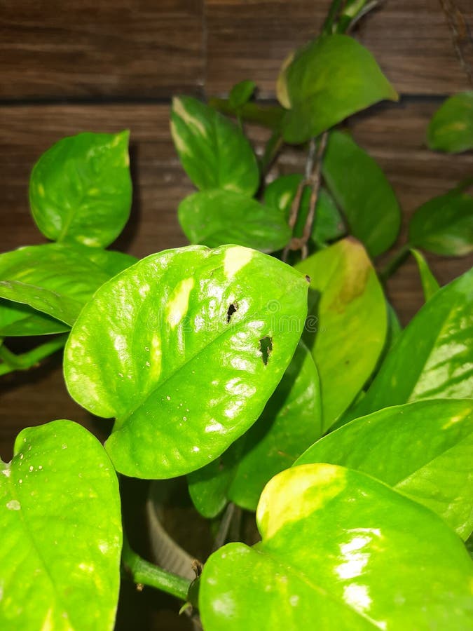 Money plant leaf stock image. Image of luck, lucky, lighting - 13760213