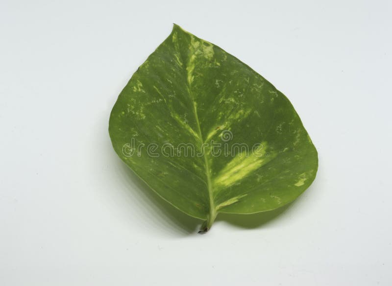 Indoor Money Plant Leaf. with White Background Stock Image - Image of ...