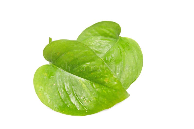 Money plant leaves stock image. Image of leaves, isolated - 13760223