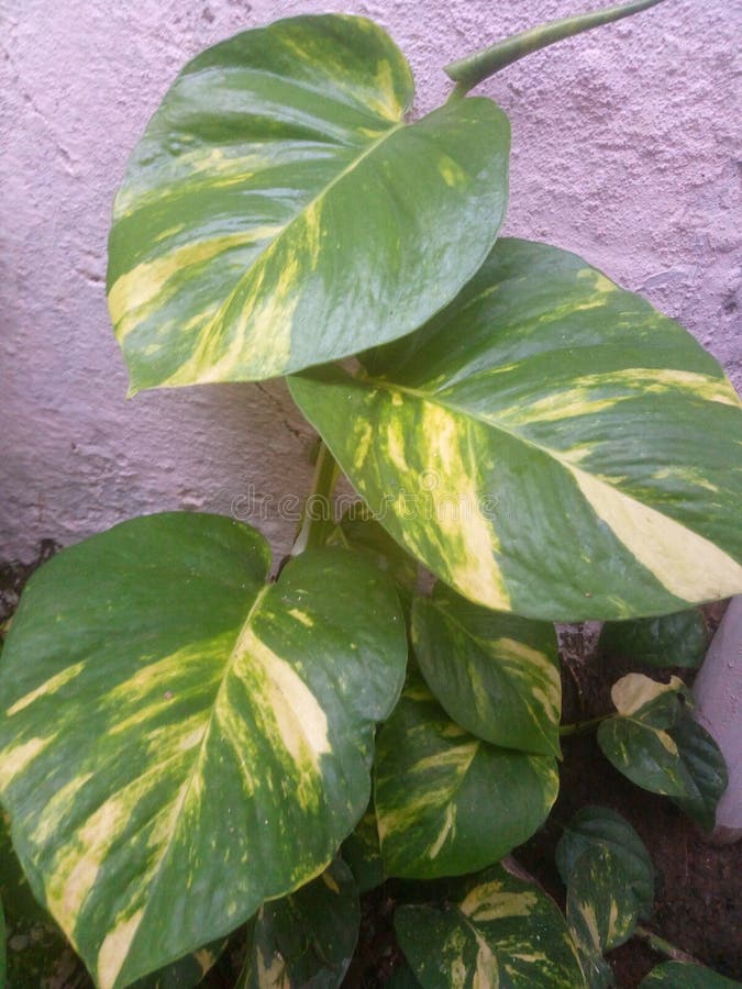 Money Plant Leaves in Different Shaded Colour Stock Photo - Image of ...