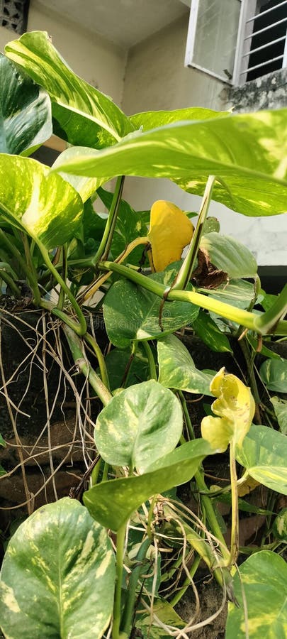 Money plant mani stock image. Image of mani, money, plant - 340795265