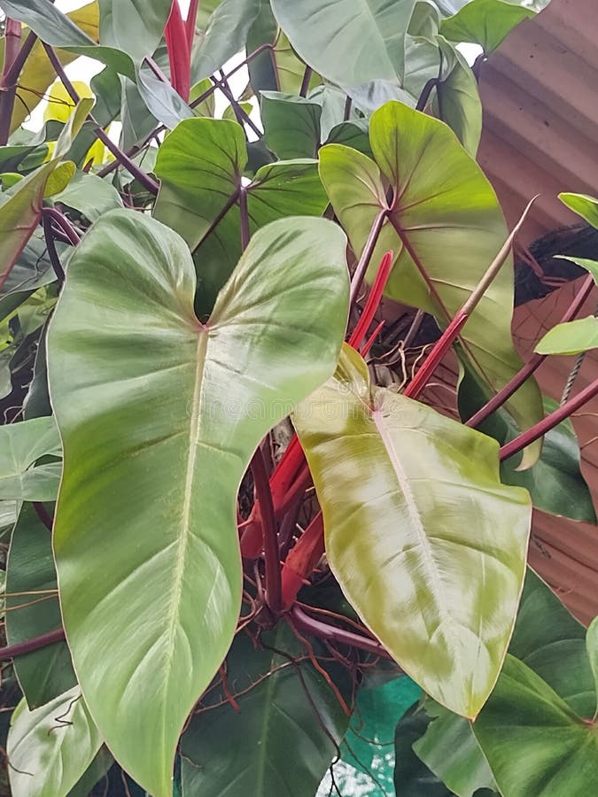 Money plant red stock image. Image of plant, hangig - 258123893