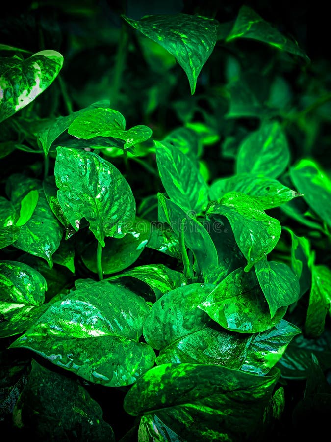 Money plant tree stock photo. Image of plant, money - 254119008