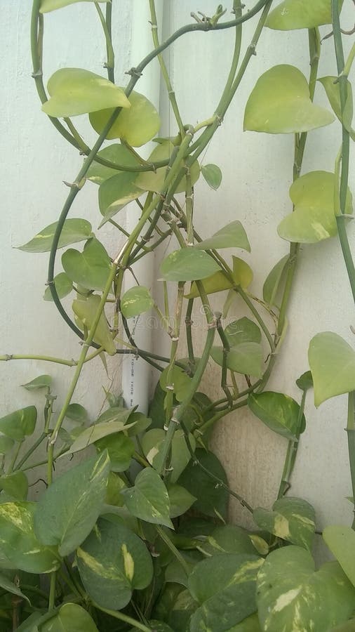 Money Plant vine stock photo. Image of money, greenplants - 176997976