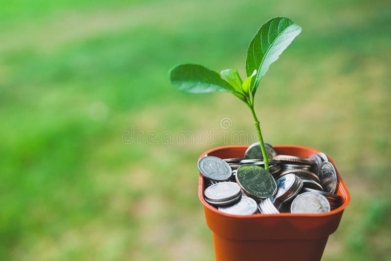 Money in Pot with Plant Growing, Saving Concept Stock Image - Image of ...