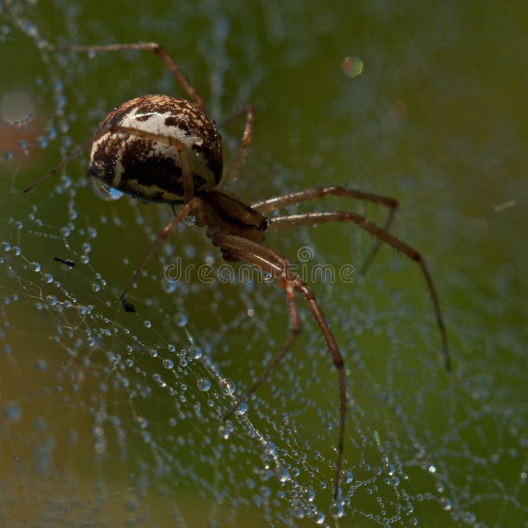 Money Spider, Linyphia Triangularis Stock Photo - Image of money ...