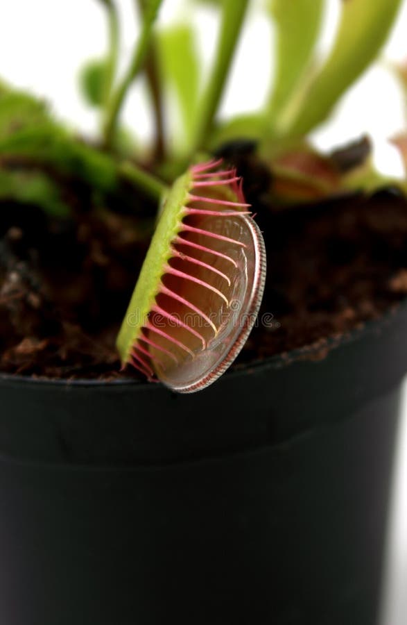 Money Trapper stock photo. Image of business, gold, grow - 41808186