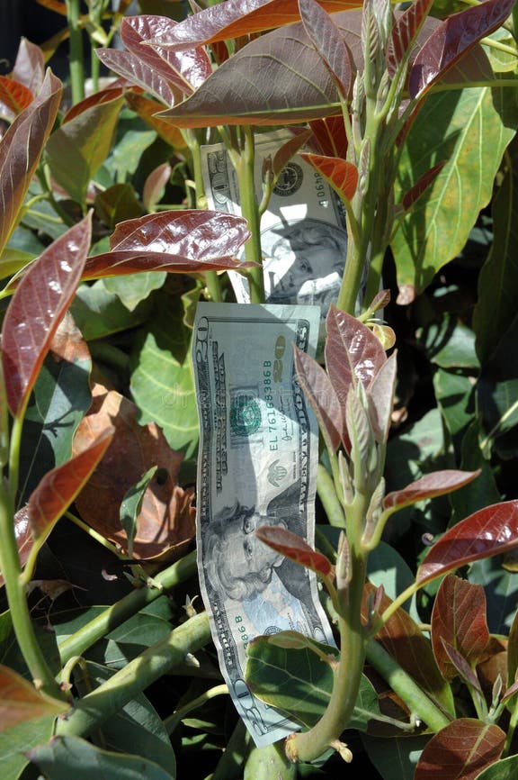 Money tree stock photo. Image of gambling, credit, moneytree - 111770