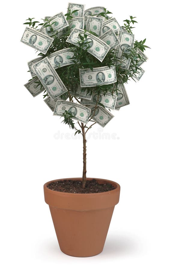Money Tree stock photo. Image of growth, booming, lotto - 1143230