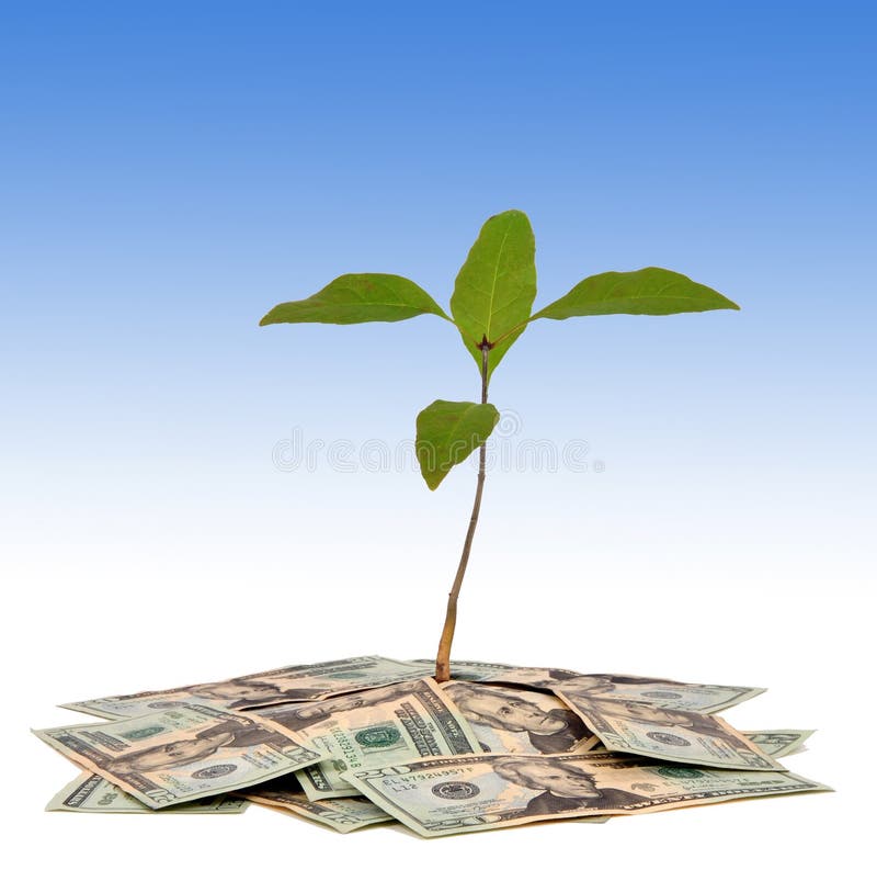 Money tree stock photo. Image of green, finance, leaf - 33083150